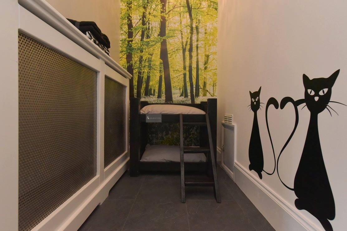 Inside Essex's leading luxury cat hotel - Essex-TV